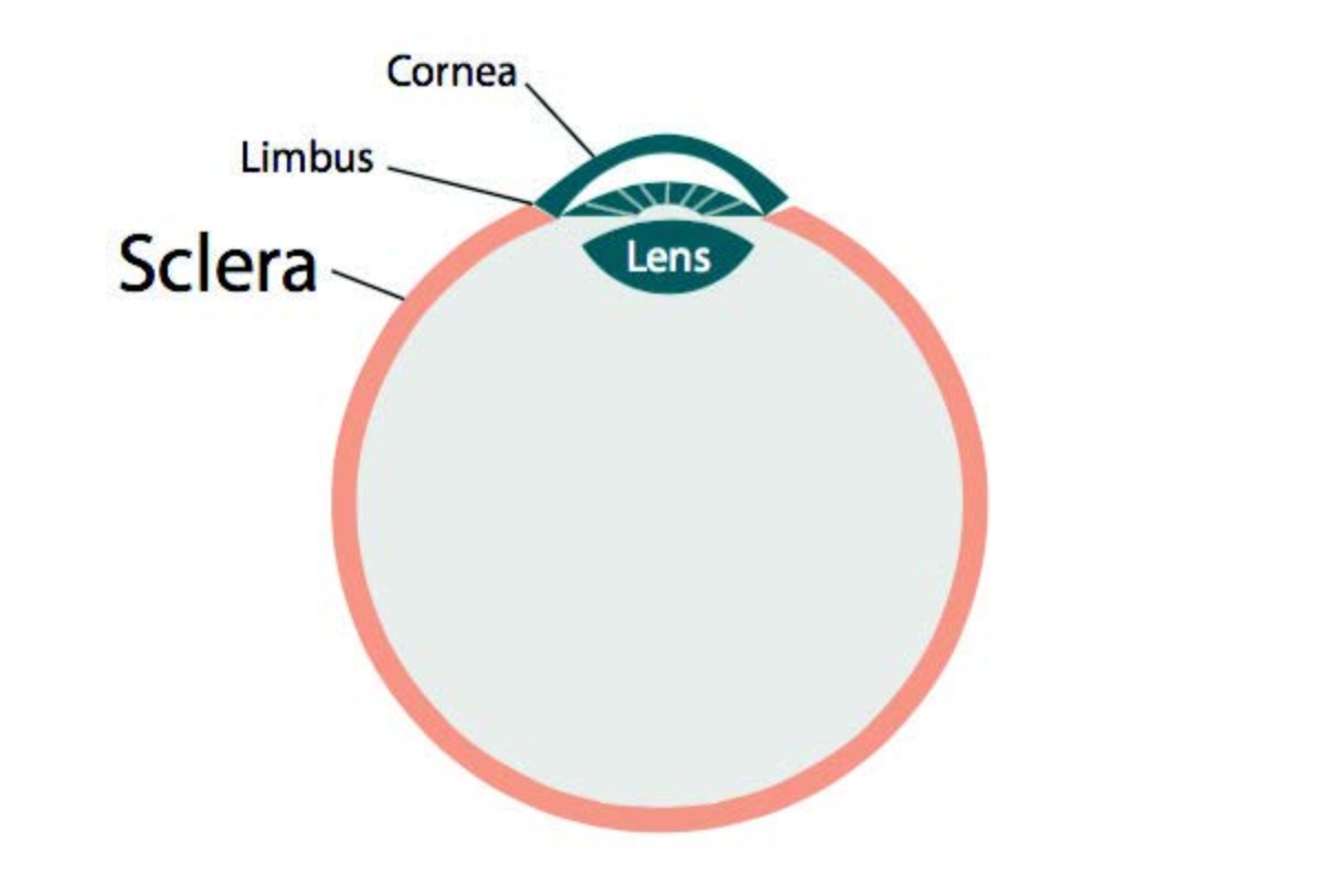 Sclera - Eyebank